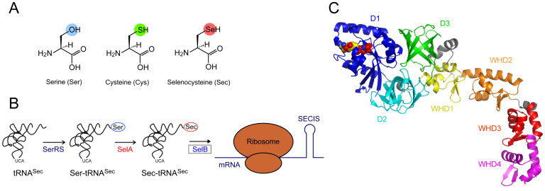 How selenium is incorporated into proteins: structural view of ...
