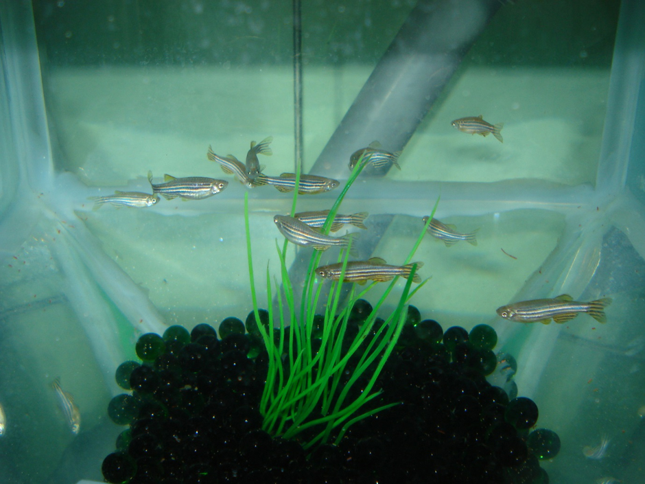 Climate change may add significantly to the impacts of pollution and ...