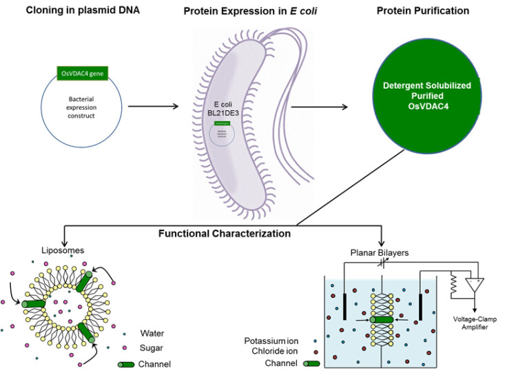 Channels in artificial membranes – Atlas of Science