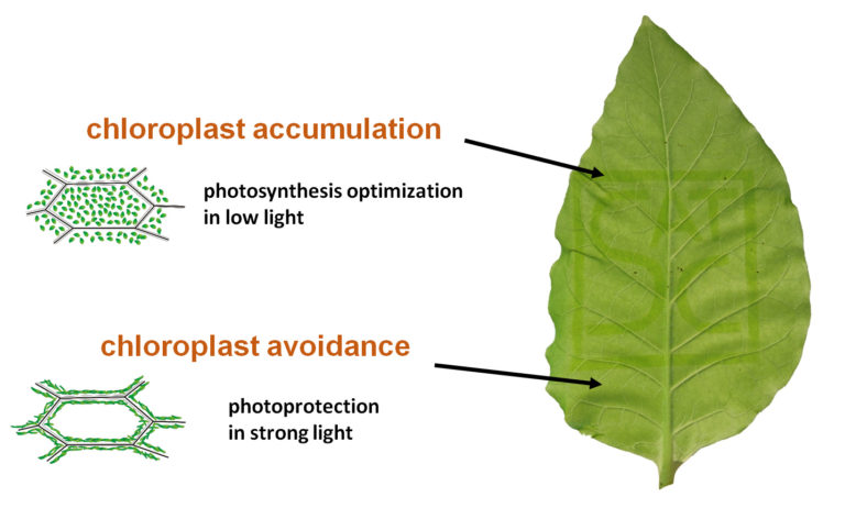 Chloroplast movements after blue light pulses give new insights into ...
