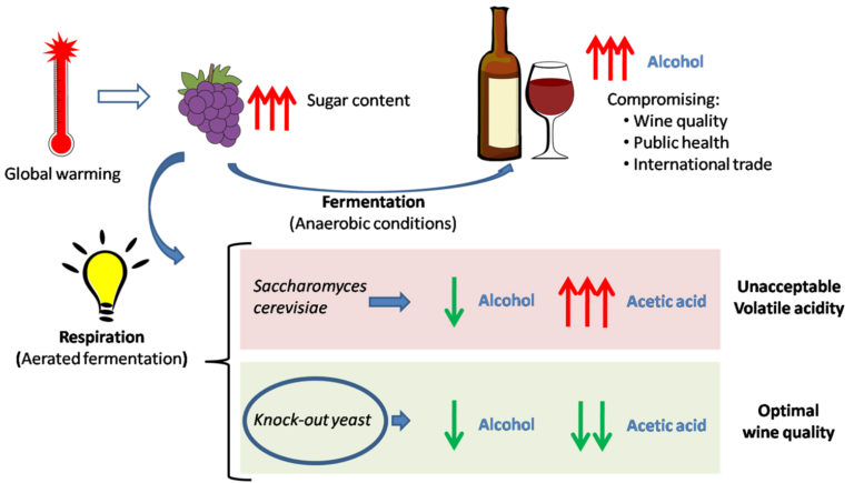 Avoiding the dilemma between too much alcohol and too much volatile ...