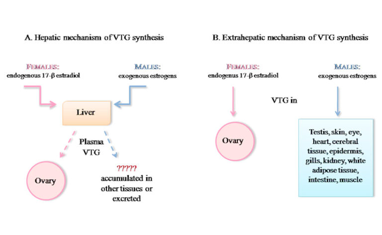 Vitellogenesis: not only in the liver and not only in females – Atlas ...