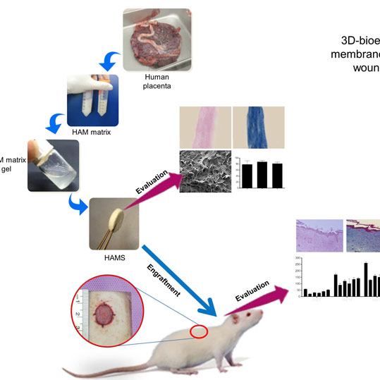 Bioengineered human pyloric sphincters with functional muscle and ...