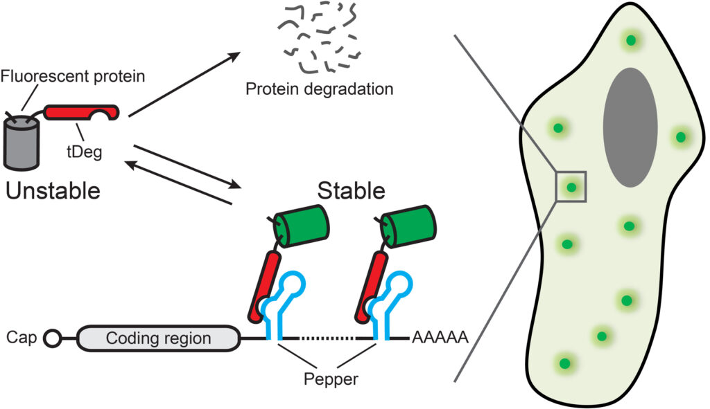 Tracking mRNA in living cells using Pepper RNA aptamer – Atlas of Science
